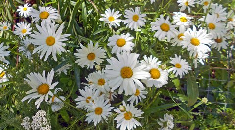 Leucanthemum x superbum | Shasta Daisy | plant lust