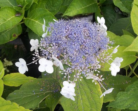 Hydrangea involucrata 'Wim Rutten' PP21991 | Hydrangea involucrata ...