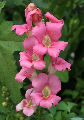 Antirrhinum majus 'Chantilly Pink' | Chantilly Pink Snapdragon | plant lust