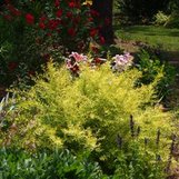 Spiraea thunbergii 'Ogon' | Spiraea Mellow Yellow® | Garland Spiraea ...