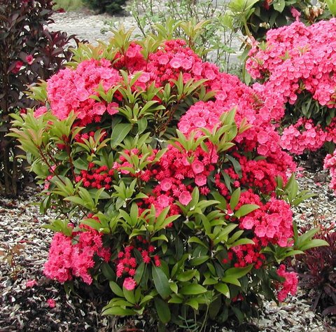 Kalmia latifolia 'Pink Charm' | Pink Charm Mountain Laurel | plant lust