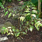 Amborella trichopoda | | plant lust
