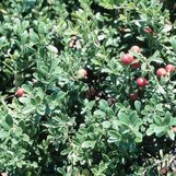 Arctostaphylos uva-ursi 'Massachusetts' | Arctostaphylos uva-ursi ...