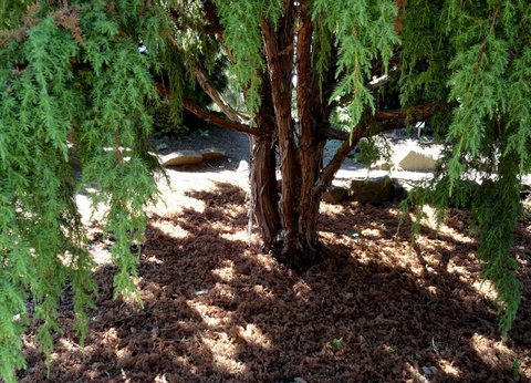 Juniperus pingii [Hardy Form] | Ping Juniper | plant lust