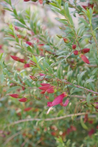 Eremophila maculata | Native Fuchsia | Spotted Emu Bush | plant lust