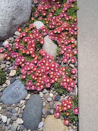 Delosperma dyeri Red Mountain® | Delosperma dyeri 'Red Mountain' | Red ...