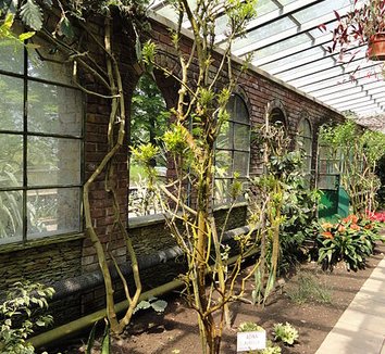 Adina from multiple nurseries on Plant Lust