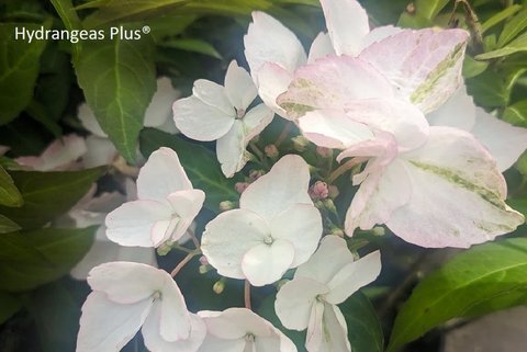 Hydrangea 'Game Changer Picotee' | | plant lust
