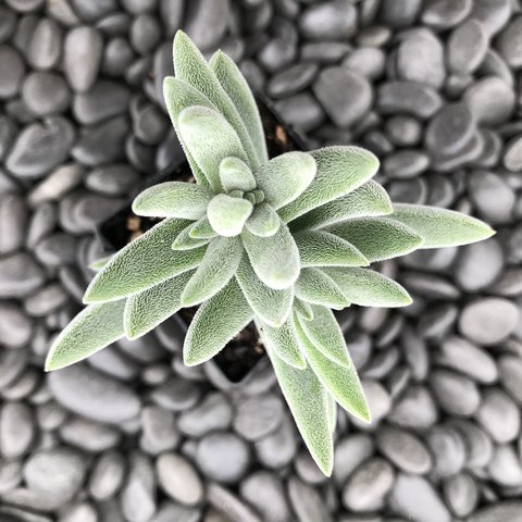 Crassula mesembryanthemoides 'Tenelli' | | plant lust