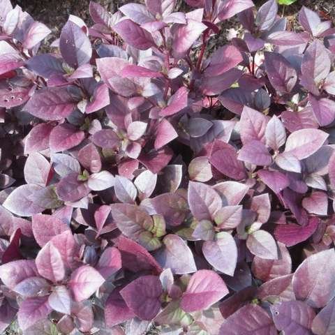 Alternanthera dentata Little Ruby | Alternanthera dentata 'Little Ruby ...