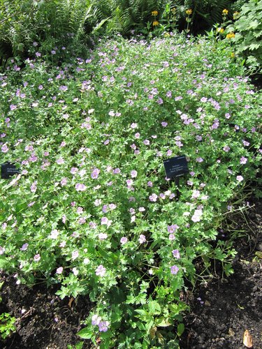 Geranium 'Mavis Simpson' | Geranium riversleaianum 'Mavis Simpson ...