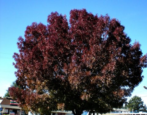 Fraxinus angustifolia 'Raywood' | Fraxinus oxycarpa 'Raywood' | Raywood ...