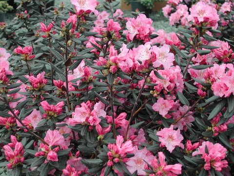 Rhododendron 'Midnight Ruby' | plant lust