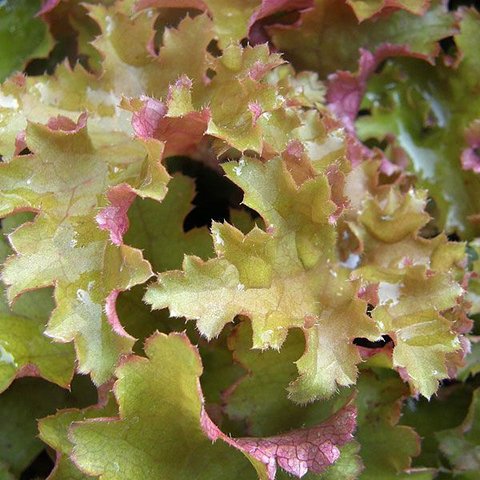 Heuchera 'Zipper' | Zipper Coral Bells | plant lust