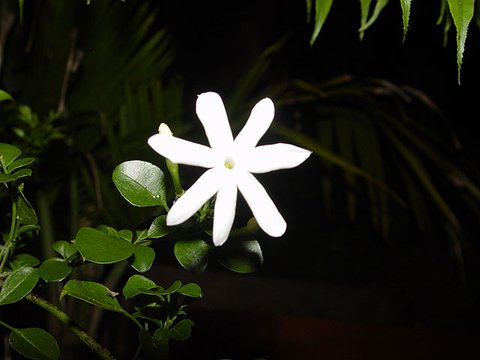 Jasminum angulare | South African Jasmine | plant lust