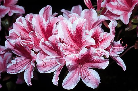 Ben Morrison Azalea | Azalea 'Ben Morrison' | plant lust