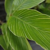 Alpinia formosana | Alpinia formosana 'Pinstripe' | Hedychium formosana ...