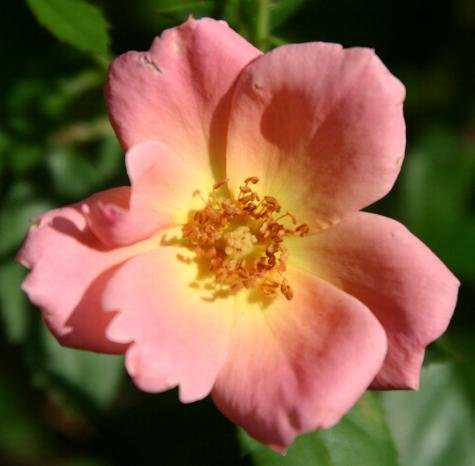 Rosa Rainbow Knock Out® PP17346 | Rosa 'Rainbow Knockout' | Rosa 'The ...