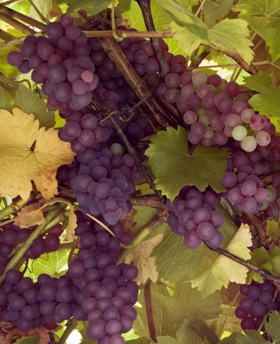 Heavenly Blue Grape | | plant lust