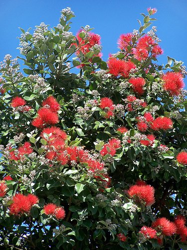 Metrosideros collina 'Springfire' | Metrosideros 'Spring Fire' | plant lust