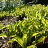 Hosta 'First Mate' | First Mate Hosta | plant lust