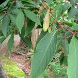 Rehderodendron macrocarpum | plant lust