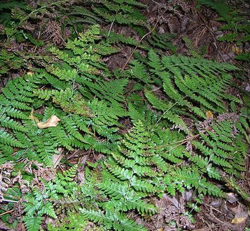 Microlepia from multiple nurseries on Plant Lust