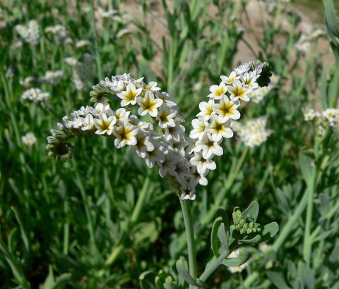 Heliotropium curassavicum | Monkey Tail plant | Salt Heliotrope | Wild ...