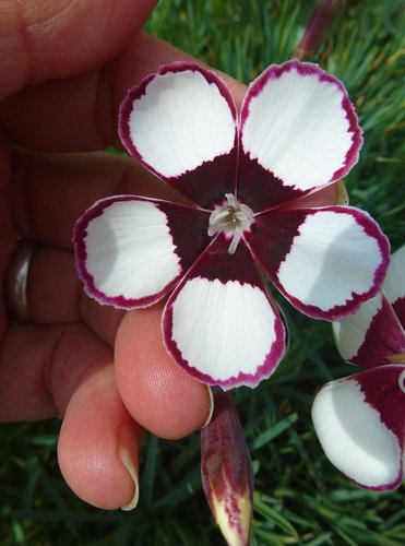 Dianthus 'Elizabethan Pink' | Elizabethan Pink Carnation | plant lust