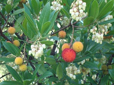 Arbutus unedo 'Compacta' | Compact Strawberry Tree | Irish Strawberry ...