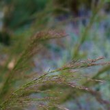 Rhodocoma capensis | Cape Restio | plant lust