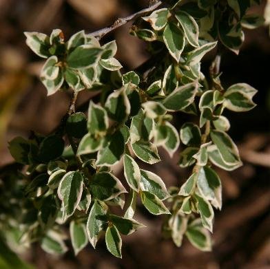 Cotoneaster atropurpureus 'Variegatus' | Cotoneaster horizontalis ...