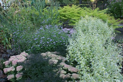 Caryopteris divaricata 'Snow Fairy' | Bluebeard | Snow Fairy Bluebeard ...