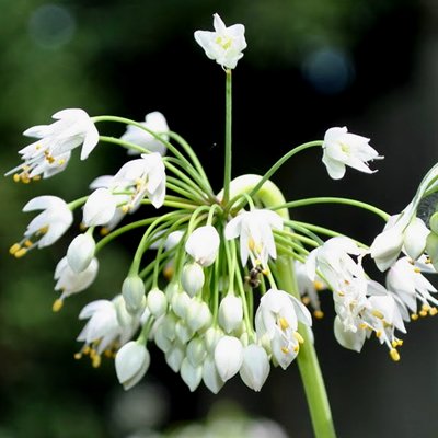 Allium carinatum ssp. pulchellum f. album | Allium carinatum 'Album ...