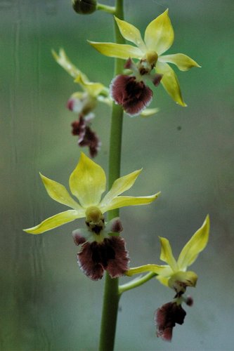 Calanthe tricarinata | Hardy Calanthe Orchid | plant lust