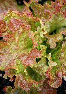 Drunken Woman Frizzy Headed Lettuce | Lactuca sativa 'Cappuccio ...