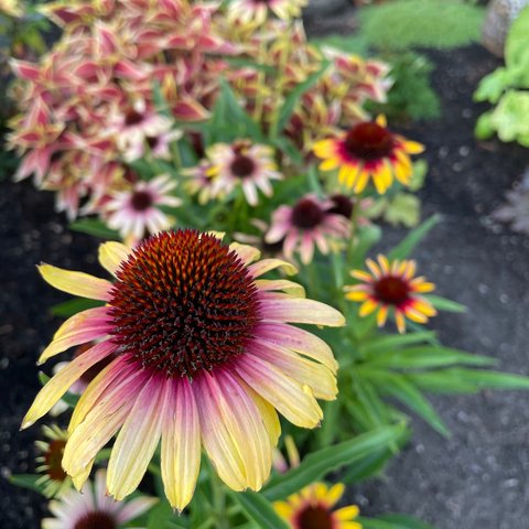 Echinacea Fine Feathered™ 'Parrot' PP31928 | Echinacea purpurea Fine ...