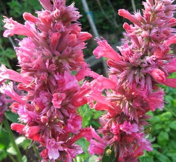 Agastache from multiple nurseries on Plant Lust