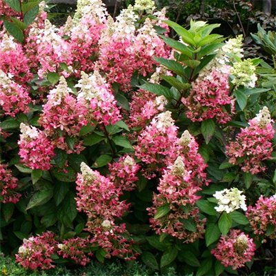 Hydrangea paniculata Lava Lamp™ Flare PP26928 | Hydrangea paniculata ...