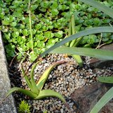 Agave 'Mateo' | Agave bracteosa 'Mateo' | Mateo Century Plant | plant lust