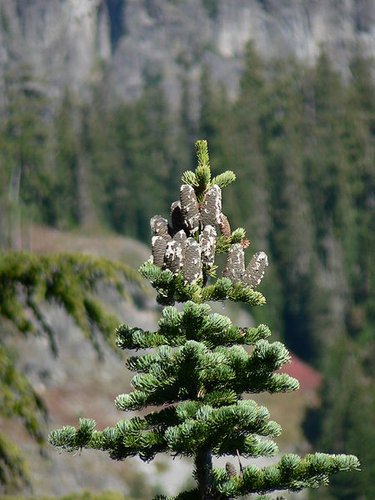 Abies lasiocarpa | Alpine Fir | Rocky Mountain | Rocky Mountain Fir ...