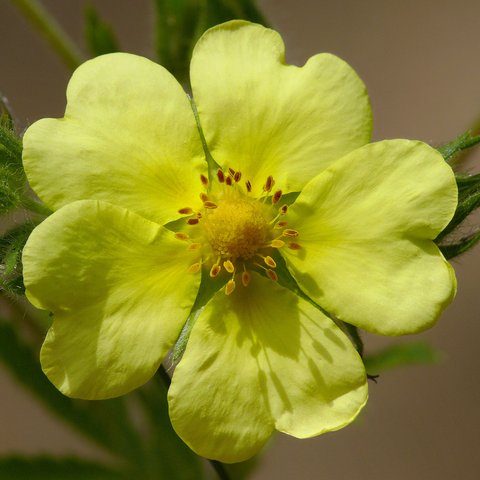 Potentilla gracilis | Graceful Cinquefoil | Slender Cinquefoil | plant lust