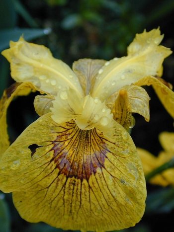 Iris pseudacorus 'Roy Davidson' | plant lust