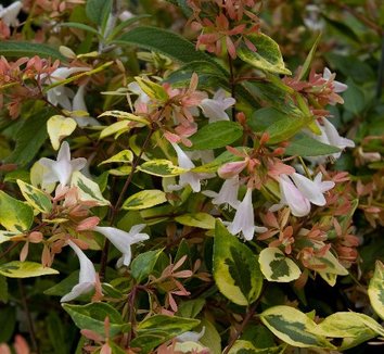 Abelia from multiple nurseries on Plant Lust
