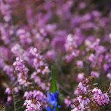 Erica carnea 'Springwood Pink' | Springwood Pink Winter Heath | plant lust