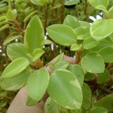 Peperomia orba 'Variegata' | Peperomia orba variegata | Variegated ...