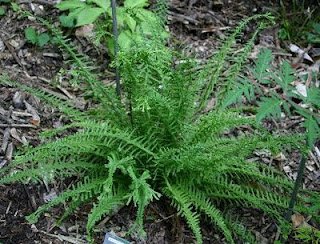 Athyrium filix-femina 'Victoriae' | Fern | Lady Fern | Victorian Lady ...
