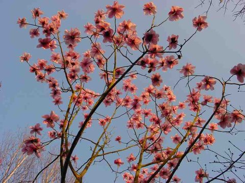 Magnolia sargentiana 'Blood Moon' | Magnolia sargentiana robusta 'Blood ...