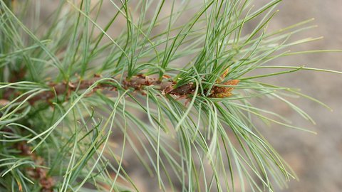 Pinus strobus 'Blue Petticoats' | Blue Petticoats Eastern White Pine ...