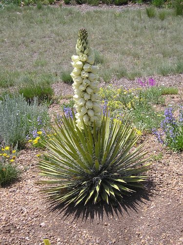 Yucca harrimaniae (nana) | Yucca nana | Dwarf Yucca | plant lust